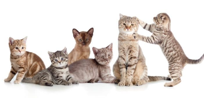 Katzenrassen von A bis Z • katzenkram