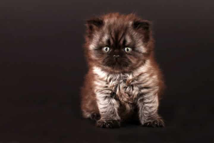 Die Perserkatze - Rassebeschreibung • katzenkram.net