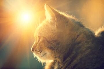 Spiele für Katzen: 10 tolle Spielideen für deinen Liebling • katzenkram