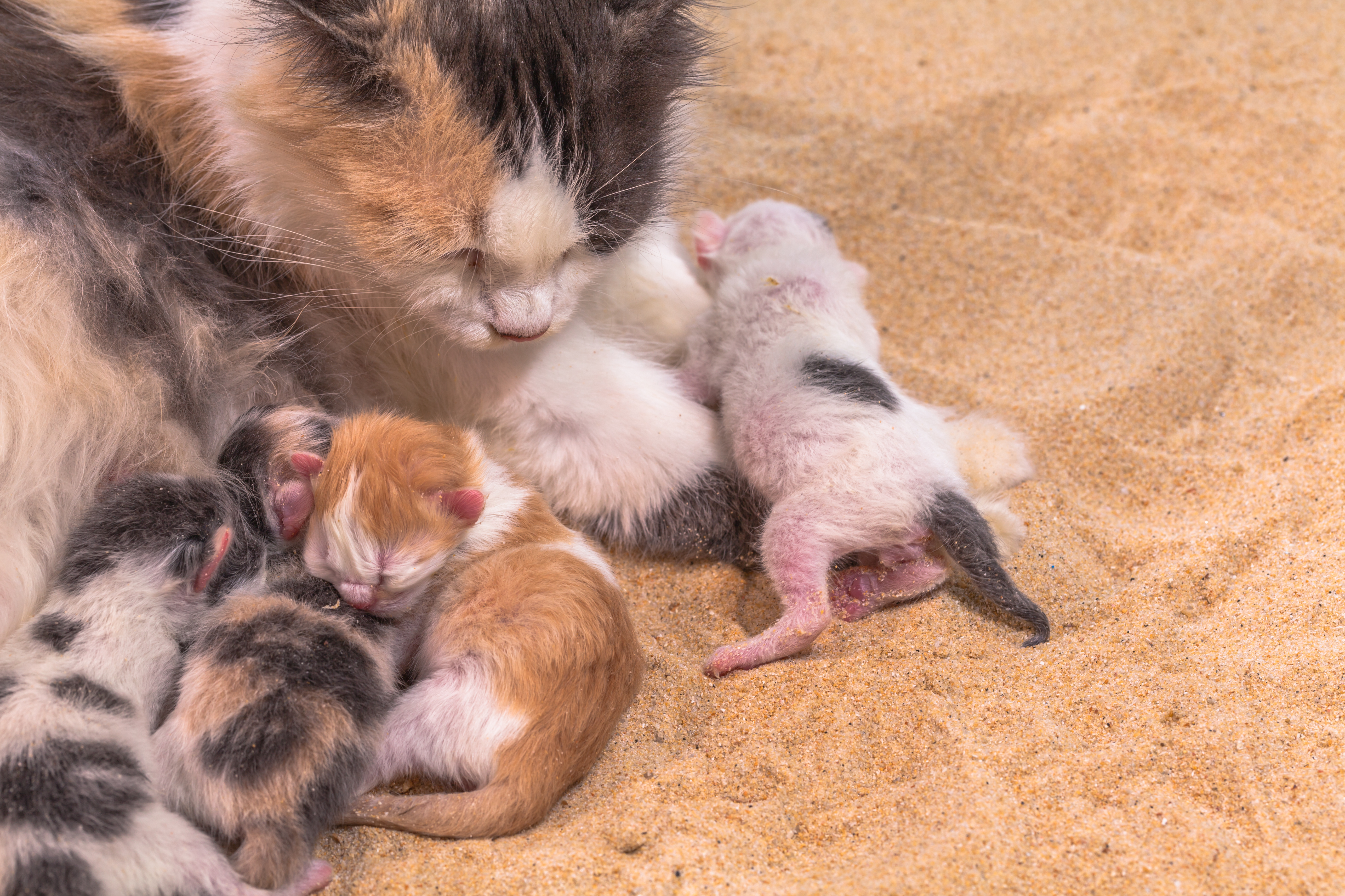 Trächtigkeit bei Katzen - Alle Infos zu Schwangerschaft und Geburt