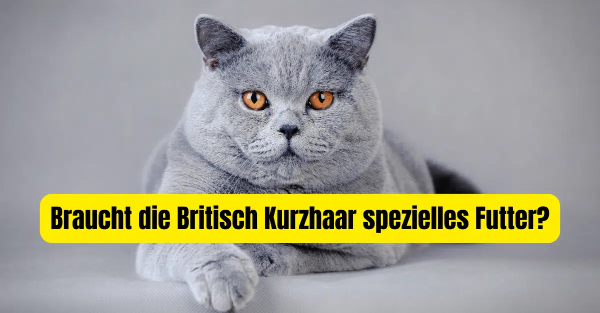 Das richtige Futter für Britisch Kurzhaar Katzen