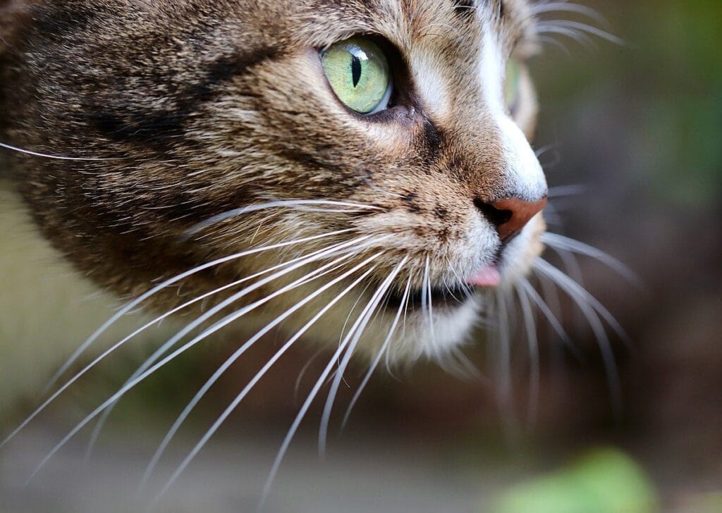 Katzenbilder: Die 30 liebenswertesten Bilder von Katzen