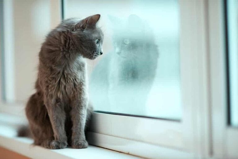 Katzenbilder: Die 30 liebenswertesten Bilder von Katzen