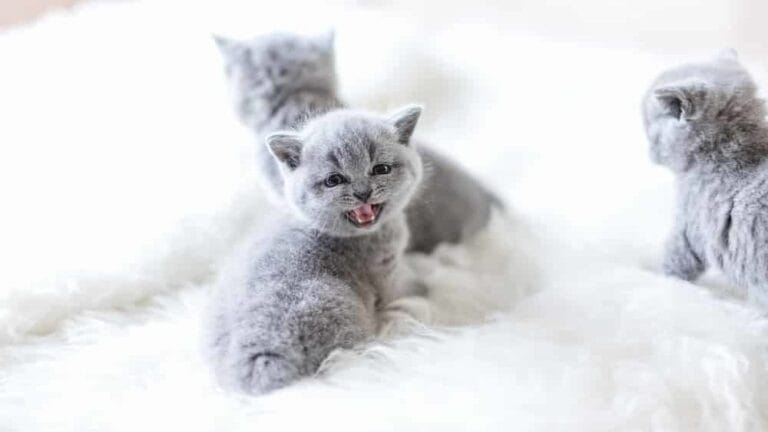 Katzenbilder: Die 30 liebenswertesten Bilder von Katzen