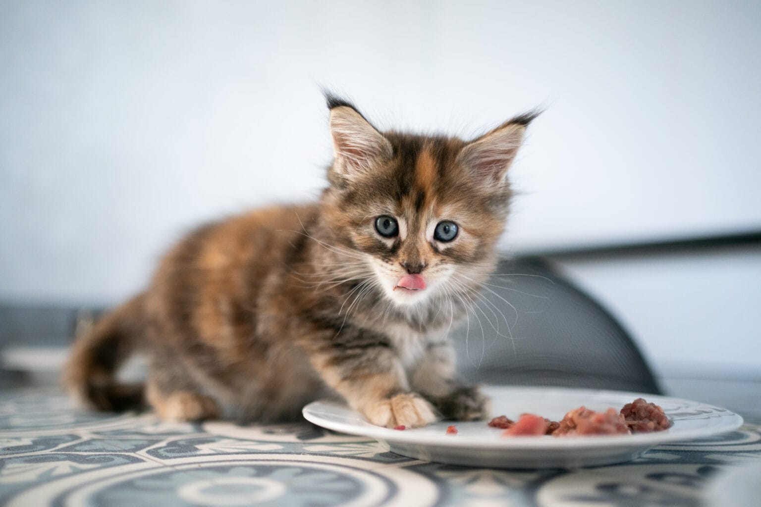 Dürfen Katzen Eier essen? Das sollltest Du wissen!