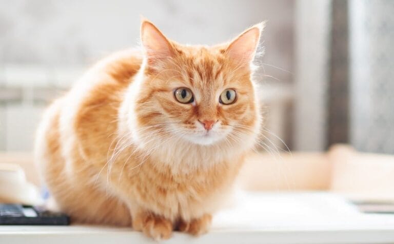 Rote Katzen - Die 10 Geheimisse der Rotschöpfe