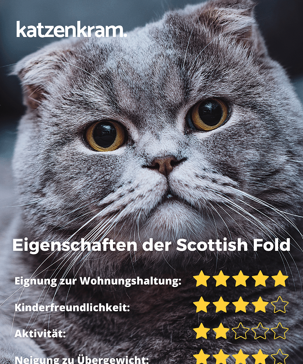 Scottish Fold Katzen - Charakter, Merkmale und Haltung • katzenkram