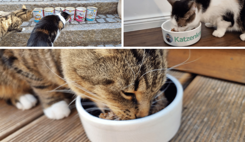 ANIfit Katzenfutter Test und unsere Erfahrungen