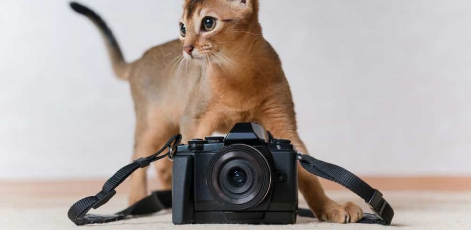 Katzenbilder: Die 30 liebenswertesten Bilder von Katzen