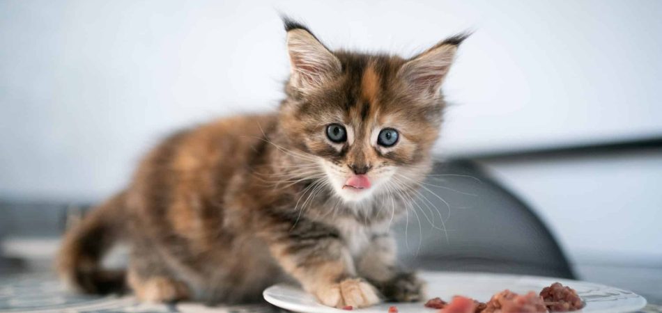Kitten füttern - Ab wann? Was? Wie oft? Wie viel?
