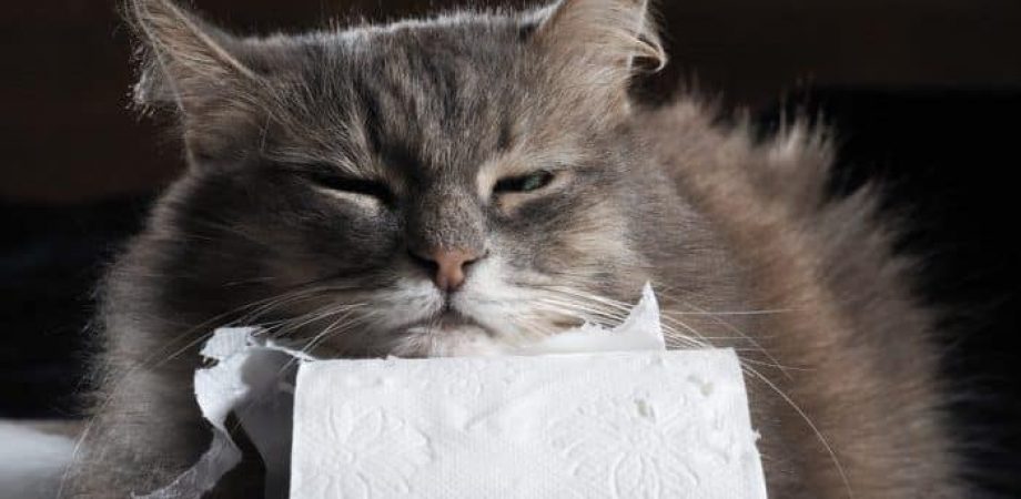 Durchfall bei Katzen - Das ist zu tun, Schritt für Schritt