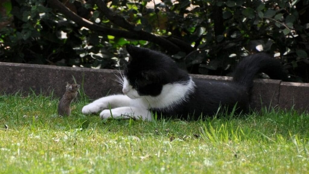 Erbrechen bei Katzen- Wann zum Tierarzt wenn die Katze erbricht?